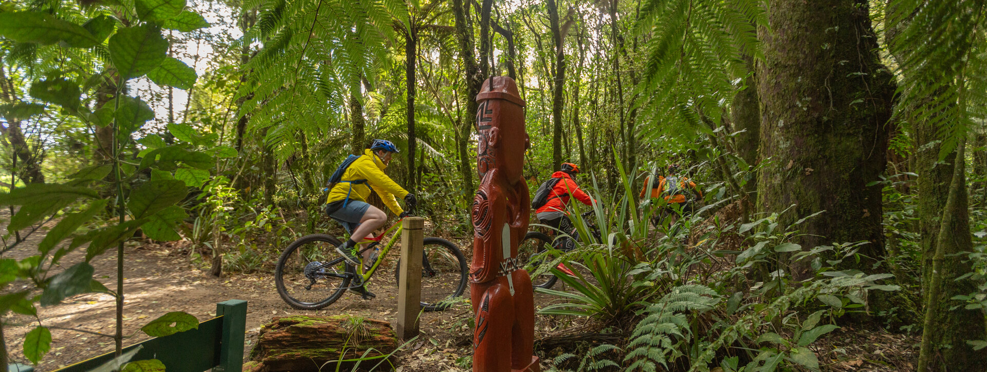 Born from destruction | Growing into the future | Timber Trail NZ